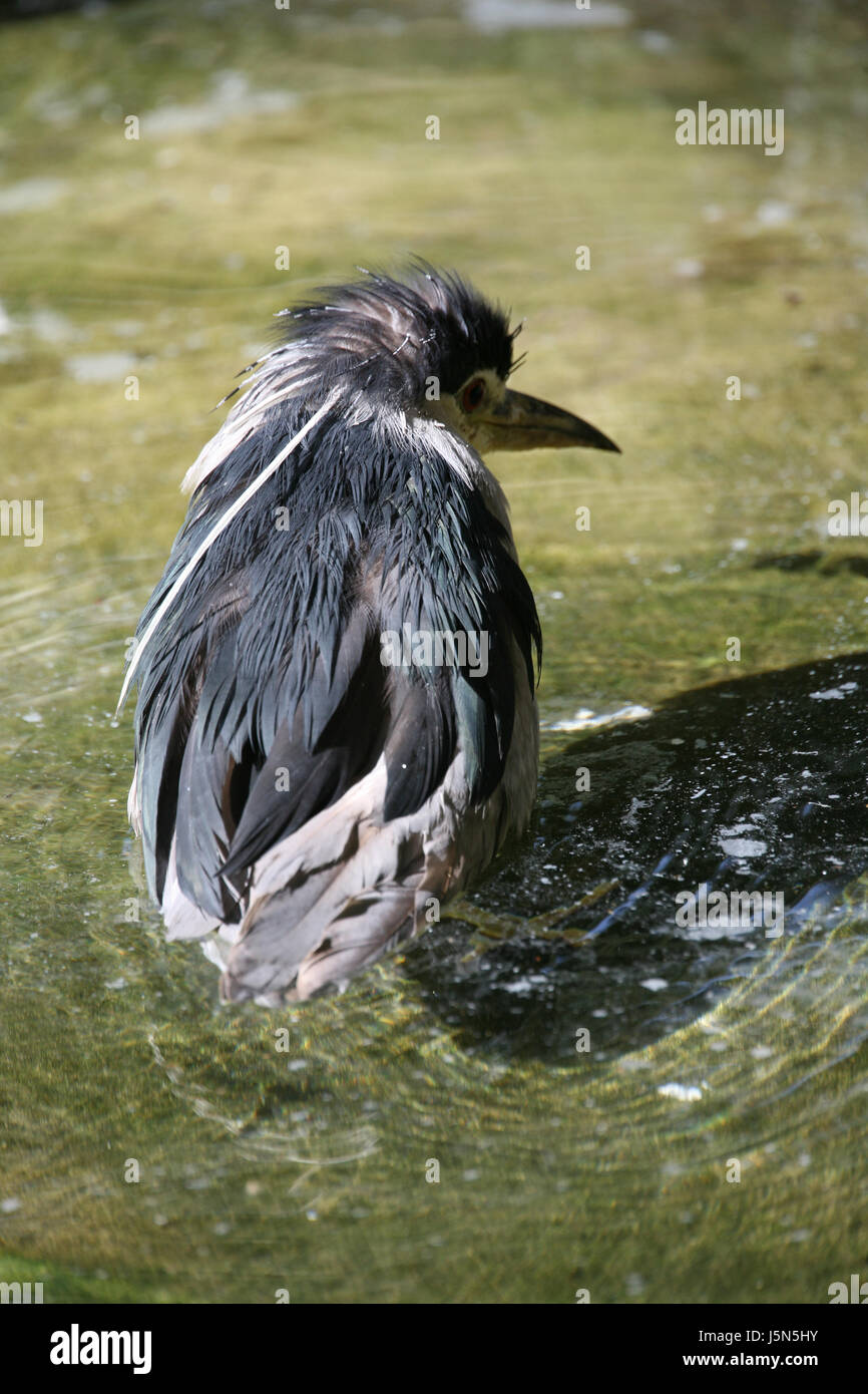 Heron by swimming pool hi-res stock photography and images - Alamy