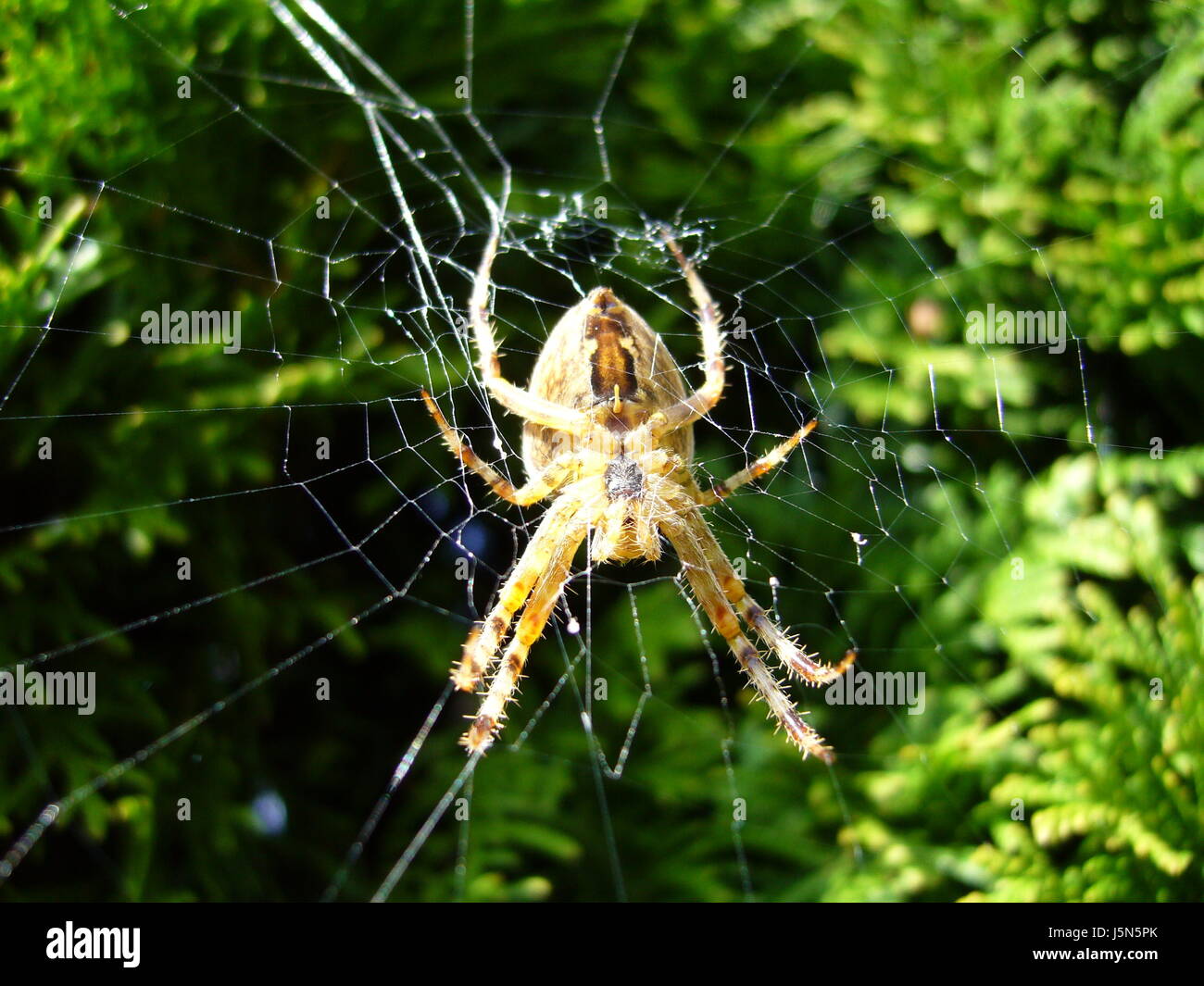 spider in its web Stock Photo - Alamy