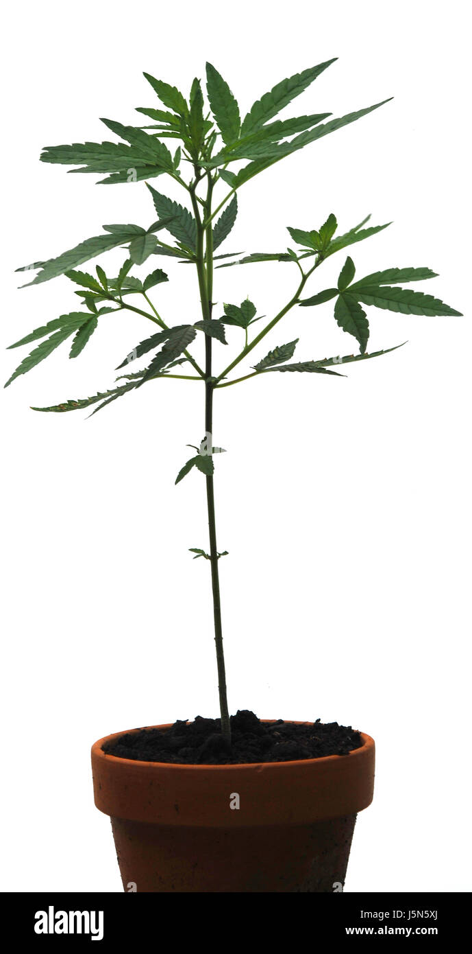 Hemp sheet hi-res stock photography and images - Alamy