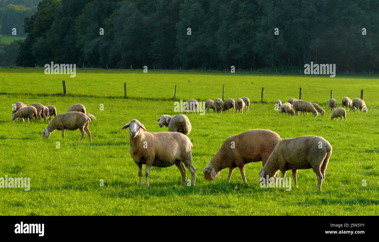 flock of sheep Stock Photo - Alamy