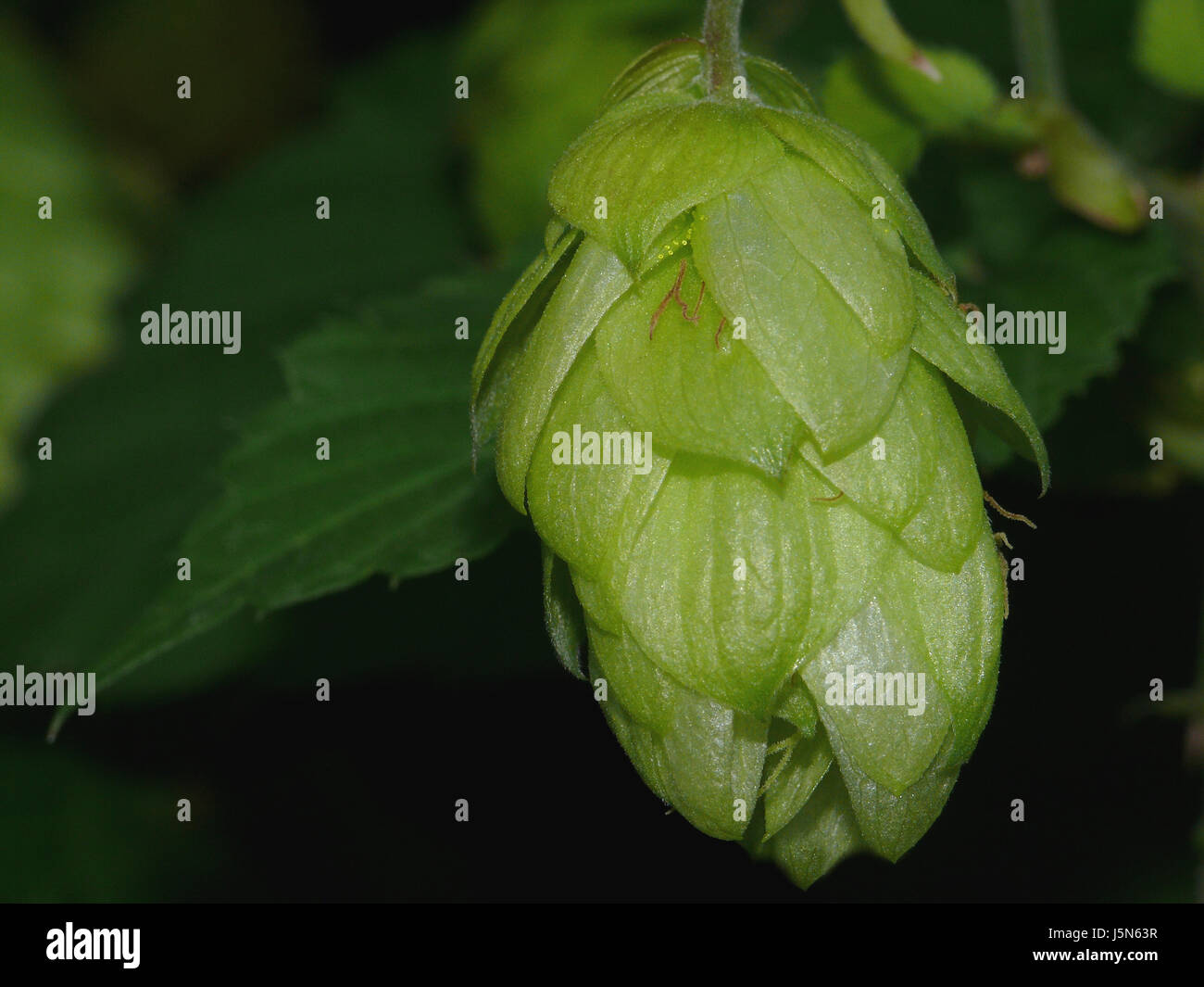 humulus lupulus aureus Stock Photo - Alamy