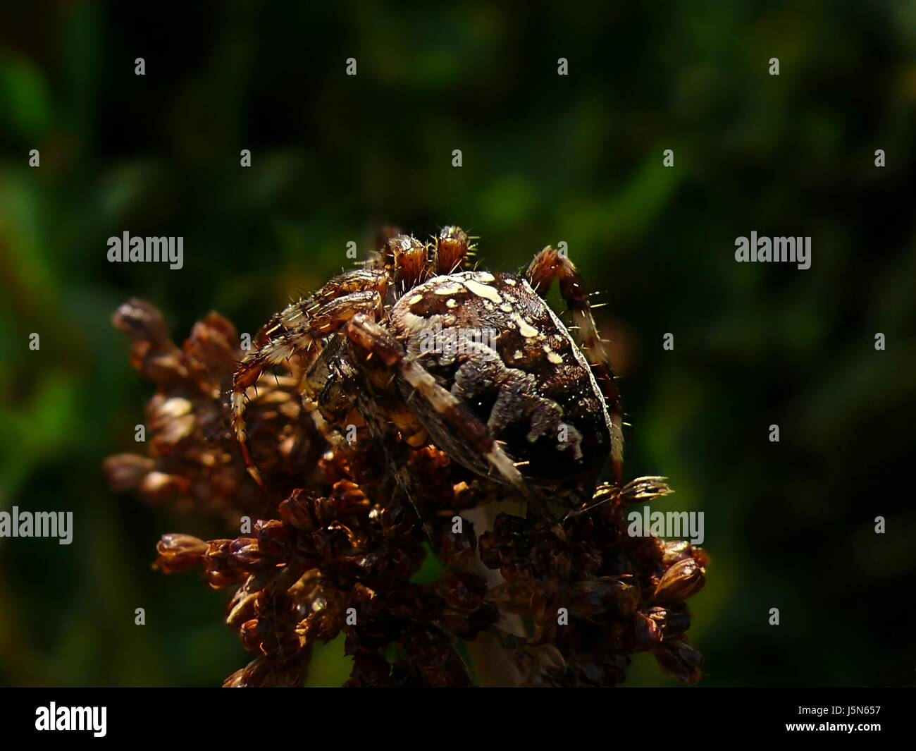 Masked spider hi-res stock photography and images - Alamy