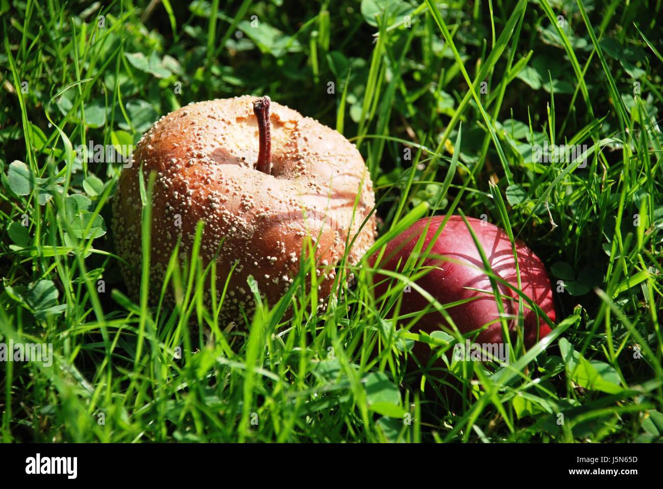 good and evil Stock Photo - Alamy