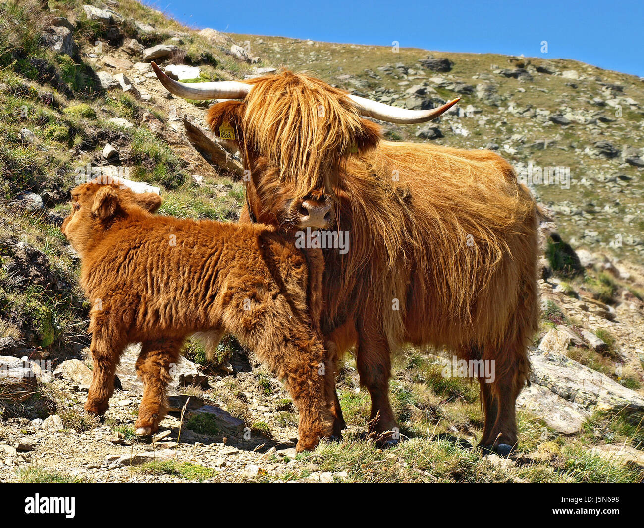 highland cattle with calf Stock Photo - Alamy