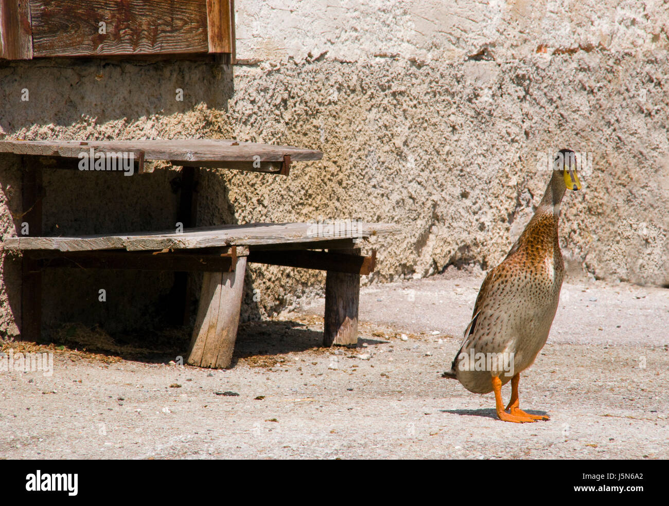 have a look Stock Photo - Alamy