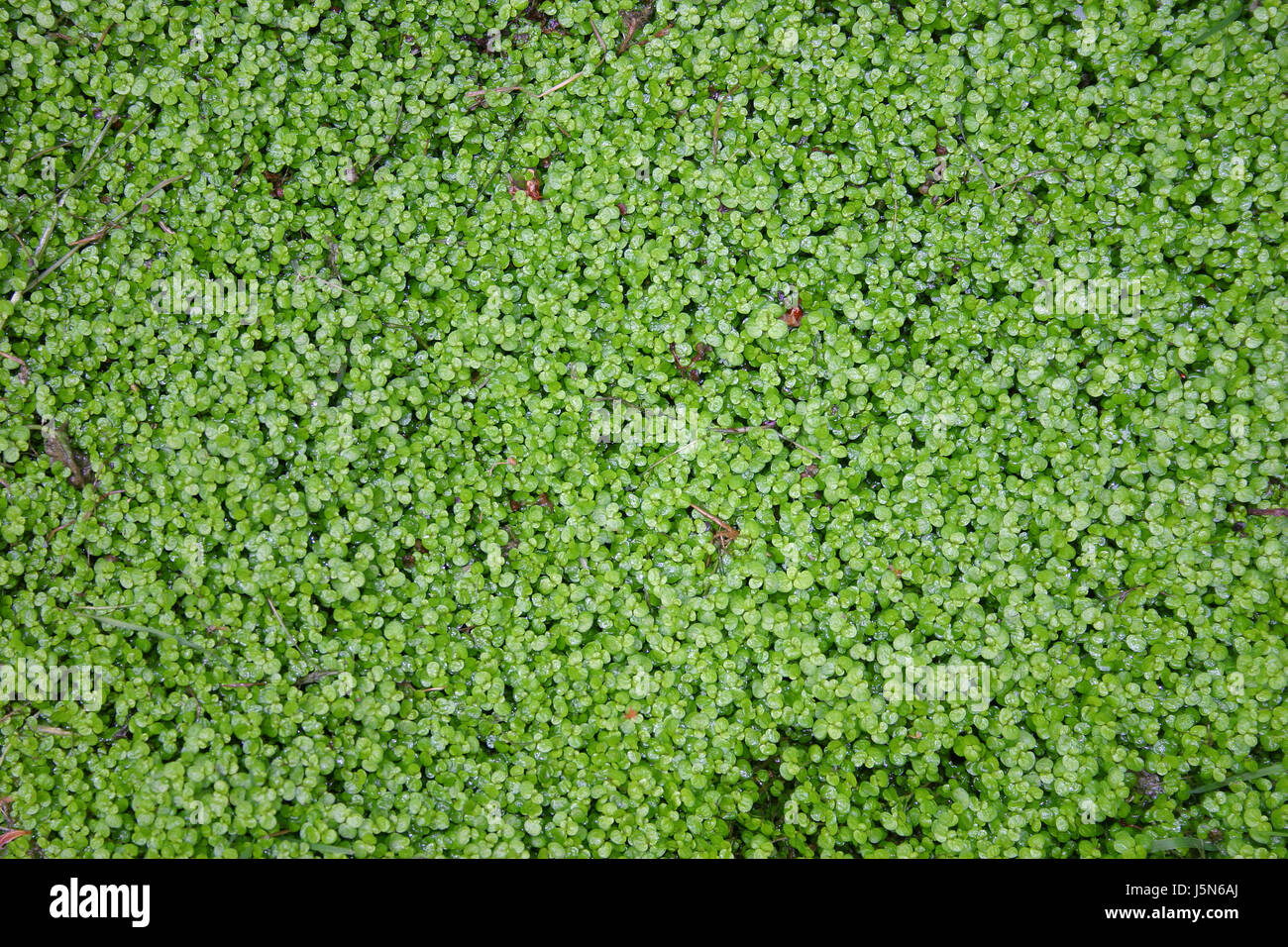 A green foliage background of a very small leafed plant Stock Photo - Alamy