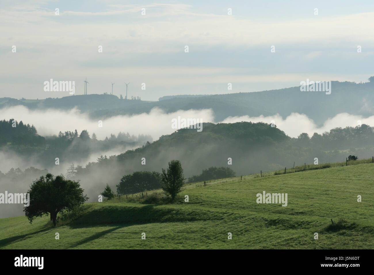 blue tree trees green fog haze clump of trees blank european caucasian ...