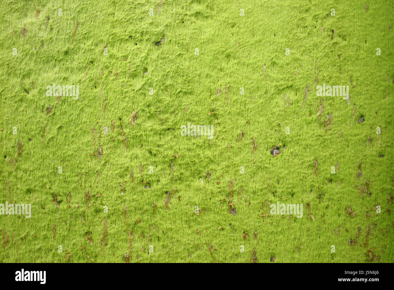 A background of green lichen Stock Photo - Alamy
