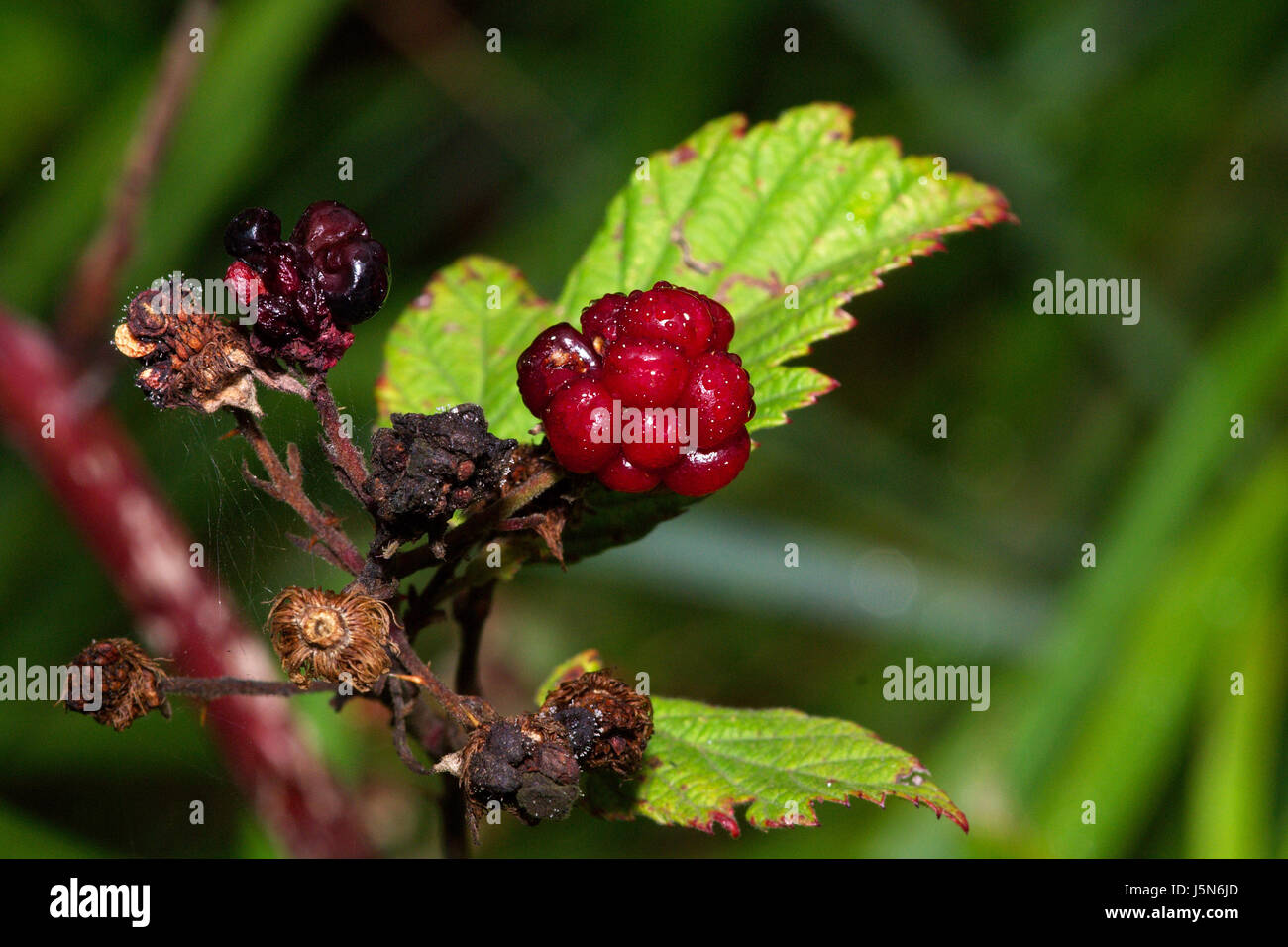 Blackberry brandy hi-res stock photography and images - Alamy