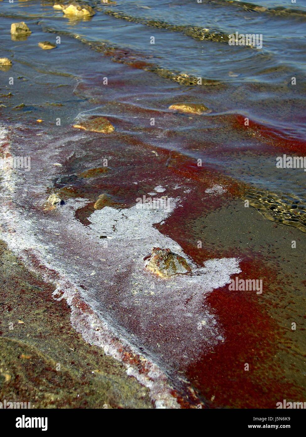 salt france crystal raw material Provence crust alga saline dulse salt ...