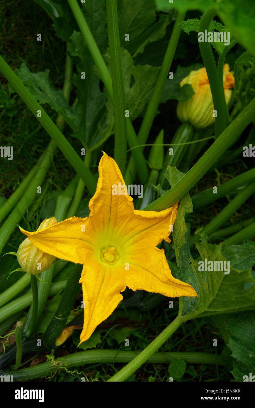 culture garden green bloom blossom flourish flourishing vegetable ...