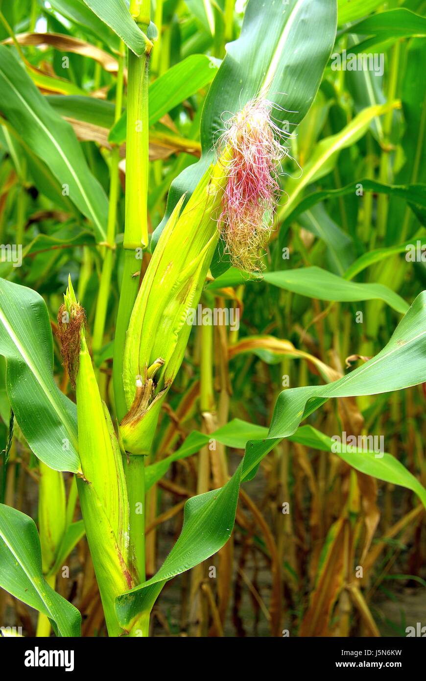fodder field vegetable corn piston corncob cornfield cob hair plant ...