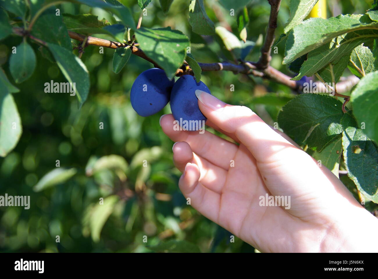 pick blue hand finger fruit branch purple cultivation fruit-tree reap ...