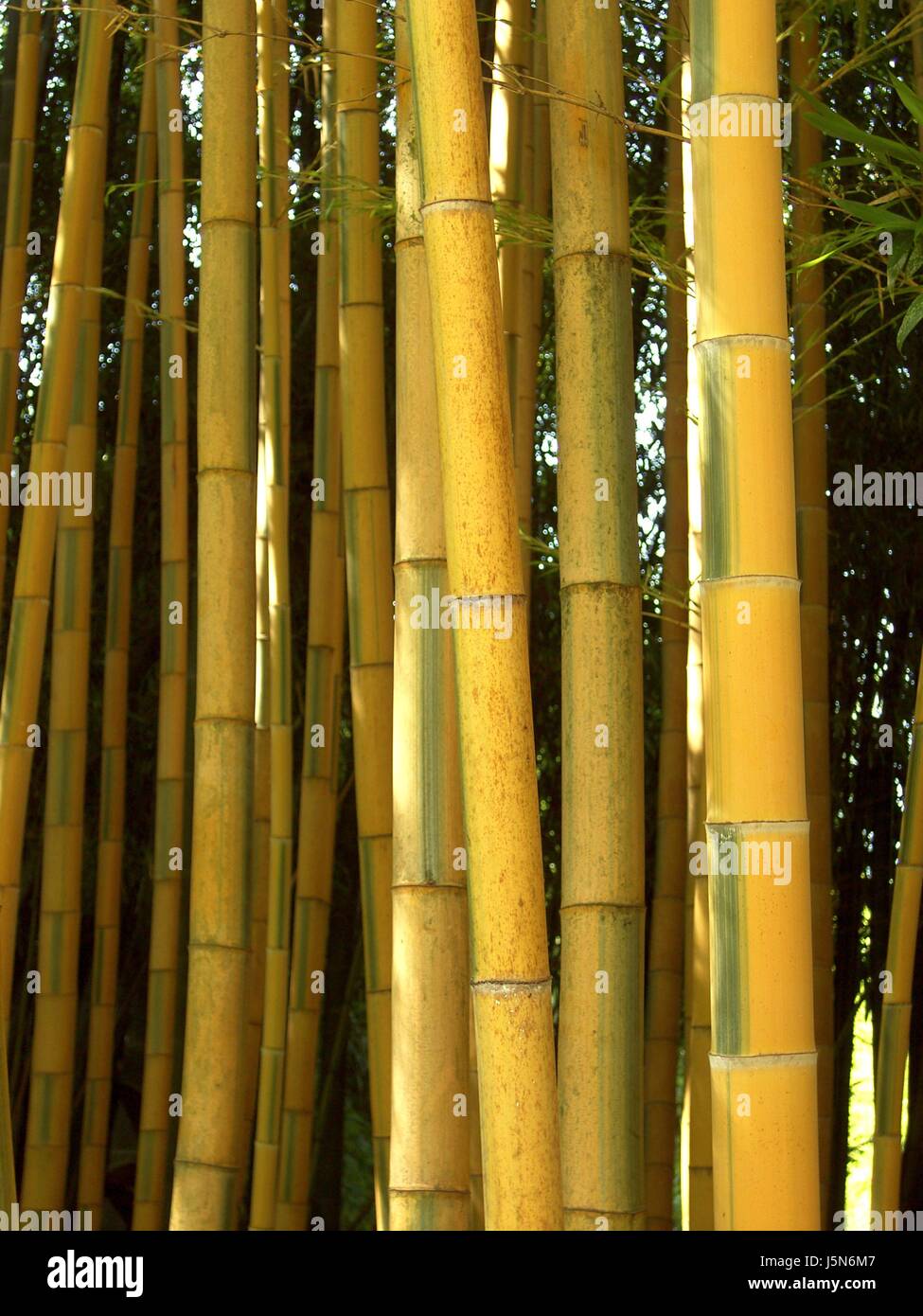 reed bamboo blade tropical stable thick meadow grass lawn green tube ...