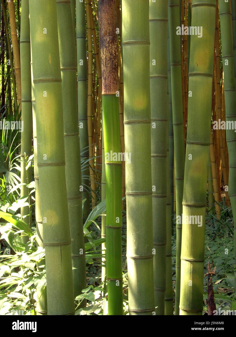 reed bamboo blade tropical stable thick meadow grass lawn green tube ...