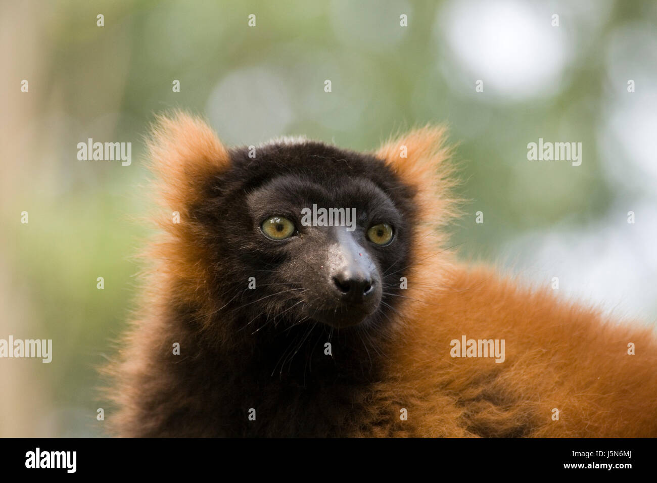 Varis hi-res stock photography and images - Alamy