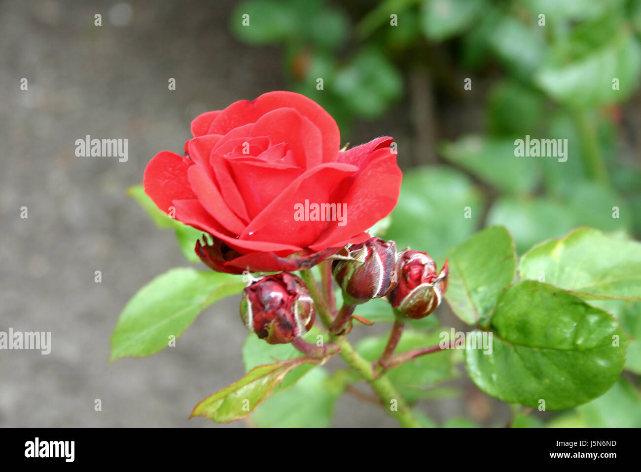 Red rose with rose buds Stock Photo - Alamy