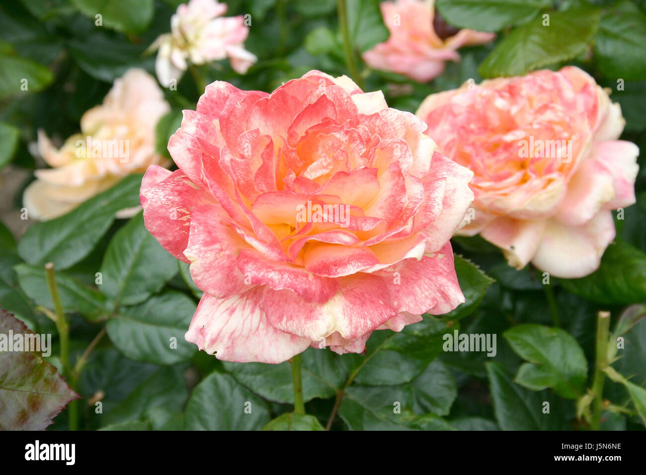 Rose heads hi-res stock photography and images - Alamy