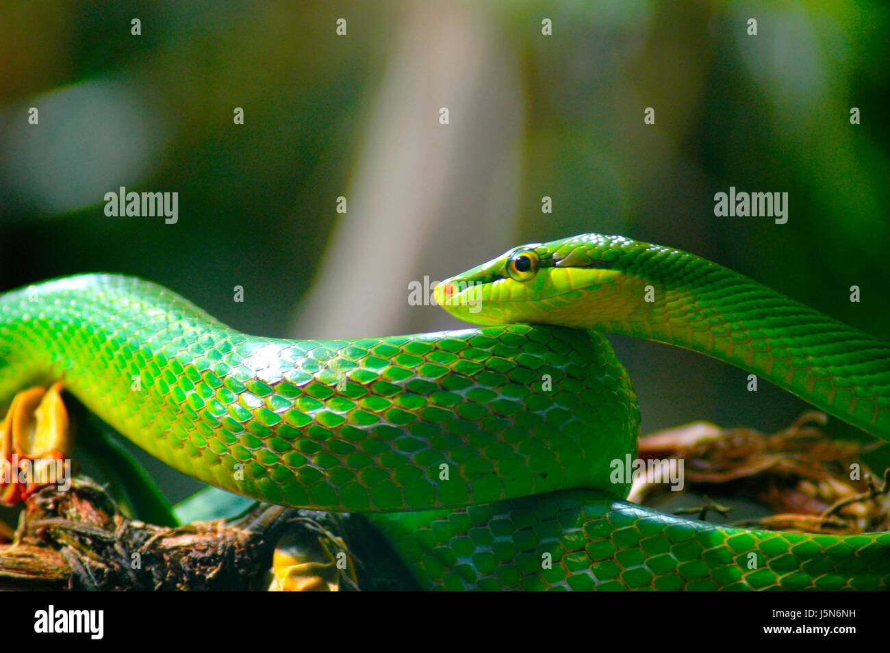green snake reptiles snakes viper reptilie colubridae spitzkopfnatter ...