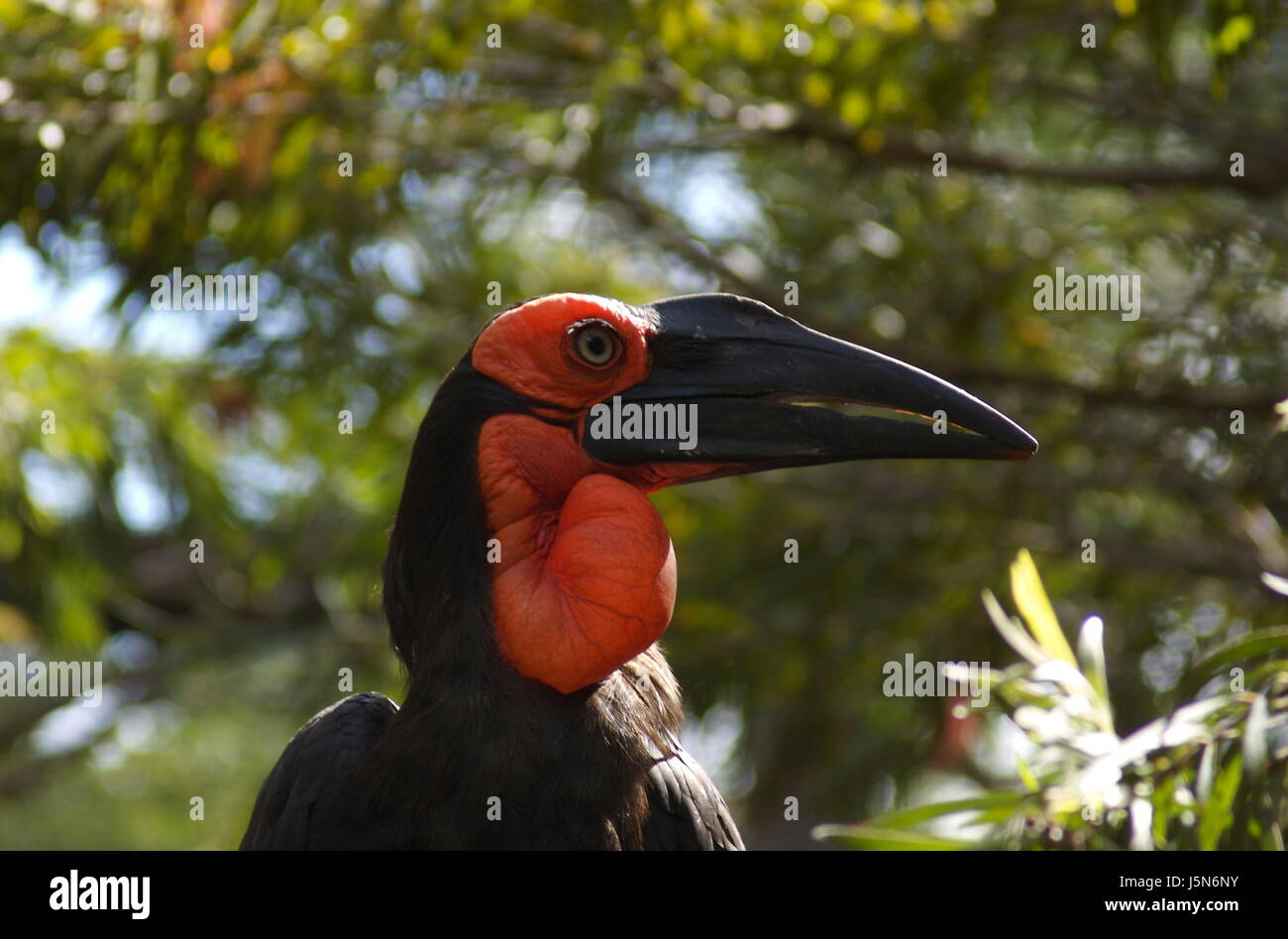 bird national park africa birds nashornvogel nashornrabe ...