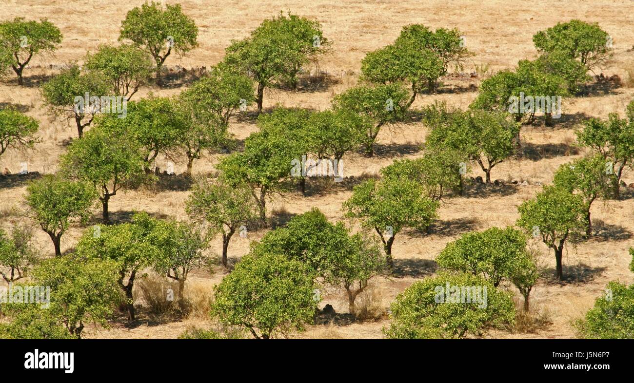 Branches diagonal hi-res stock photography and images - Alamy