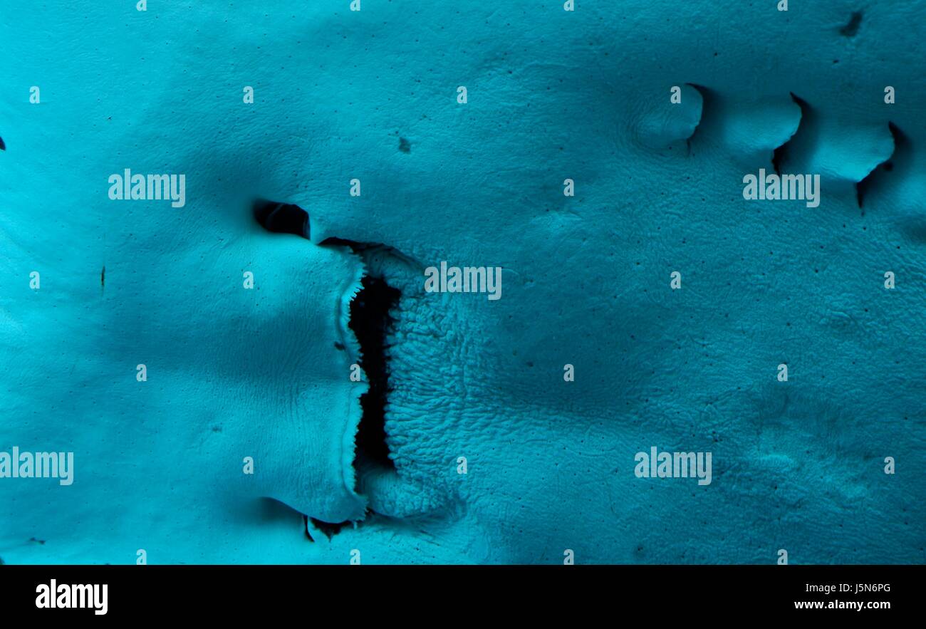 fish pacific salt water sea ocean water sea animal roche von unten ...