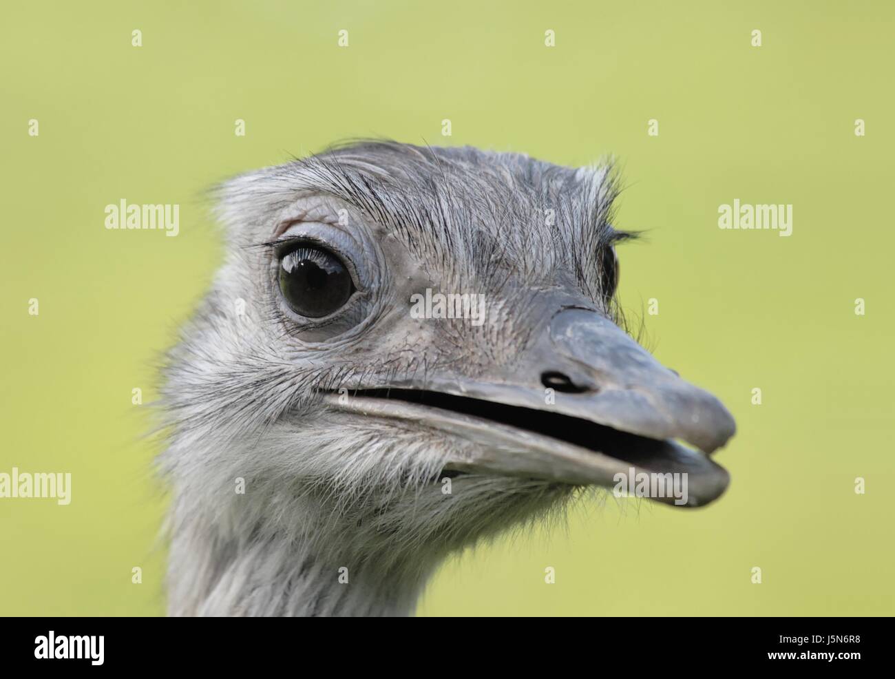 bird portrait horn birds eyes hairs beak beastly a frontally funny ...