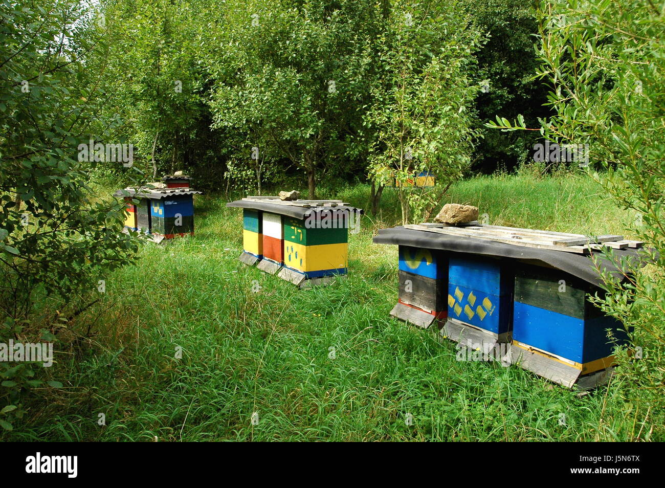 bees box colour coffers hives honeybees colors colours honey apiarist ...