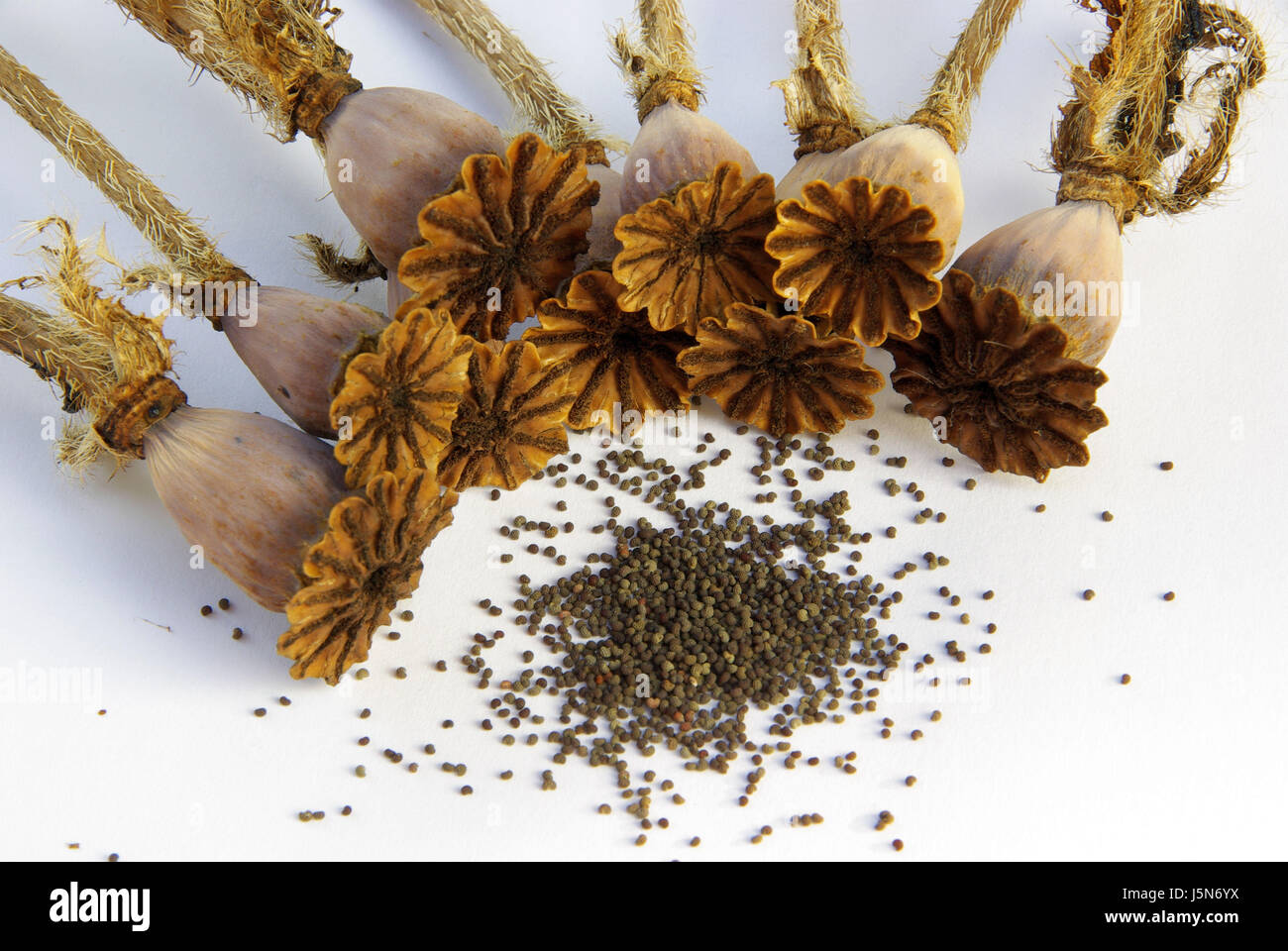 optional death flower plant sperm poppy withers dried seed vessel shrub ...