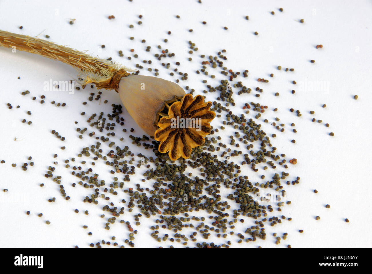 optional death flower plant sperm poppy withers dried seed vessel shrub ...