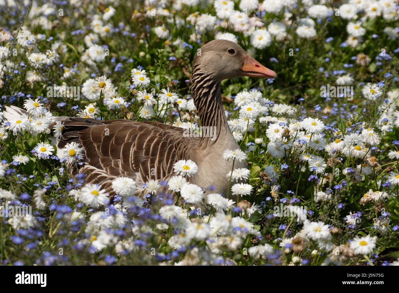flower flowers plant flower meadow goose daisy facilitate ease resting ...