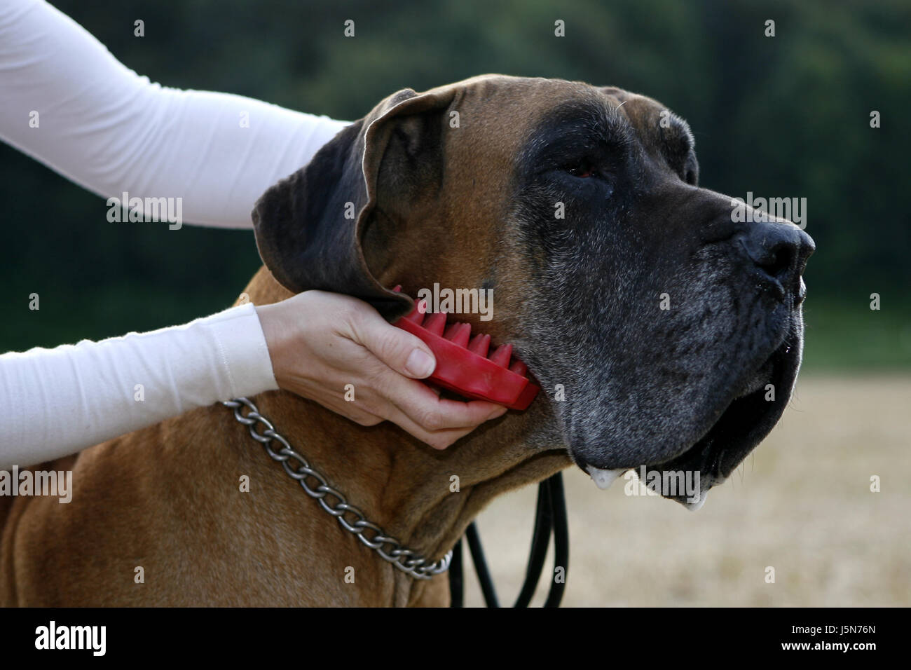 soft hairs purify skin dog dogs care direction brush blunt grow after ...