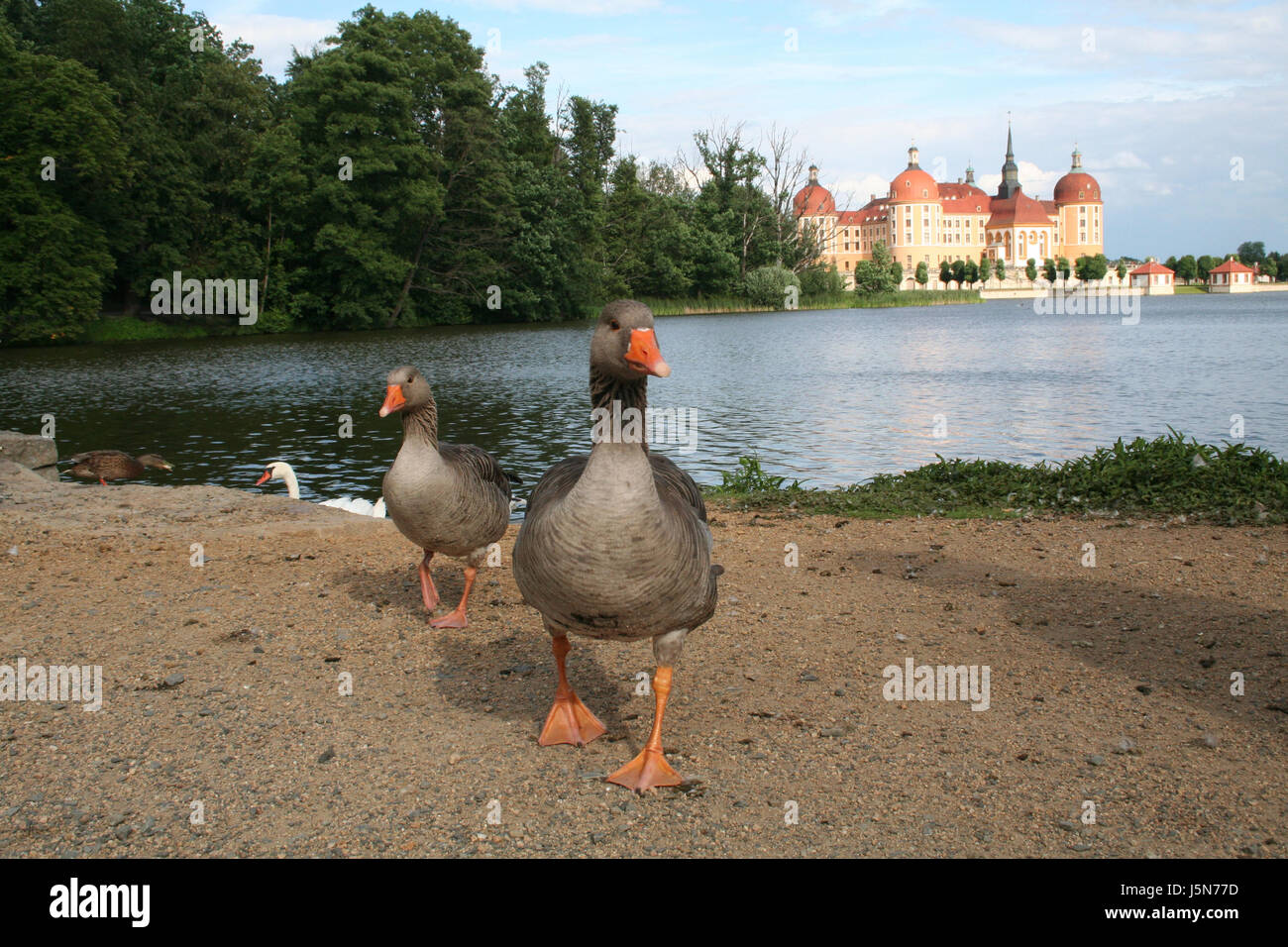 bird baroque birds style of construction architecture architectural ...