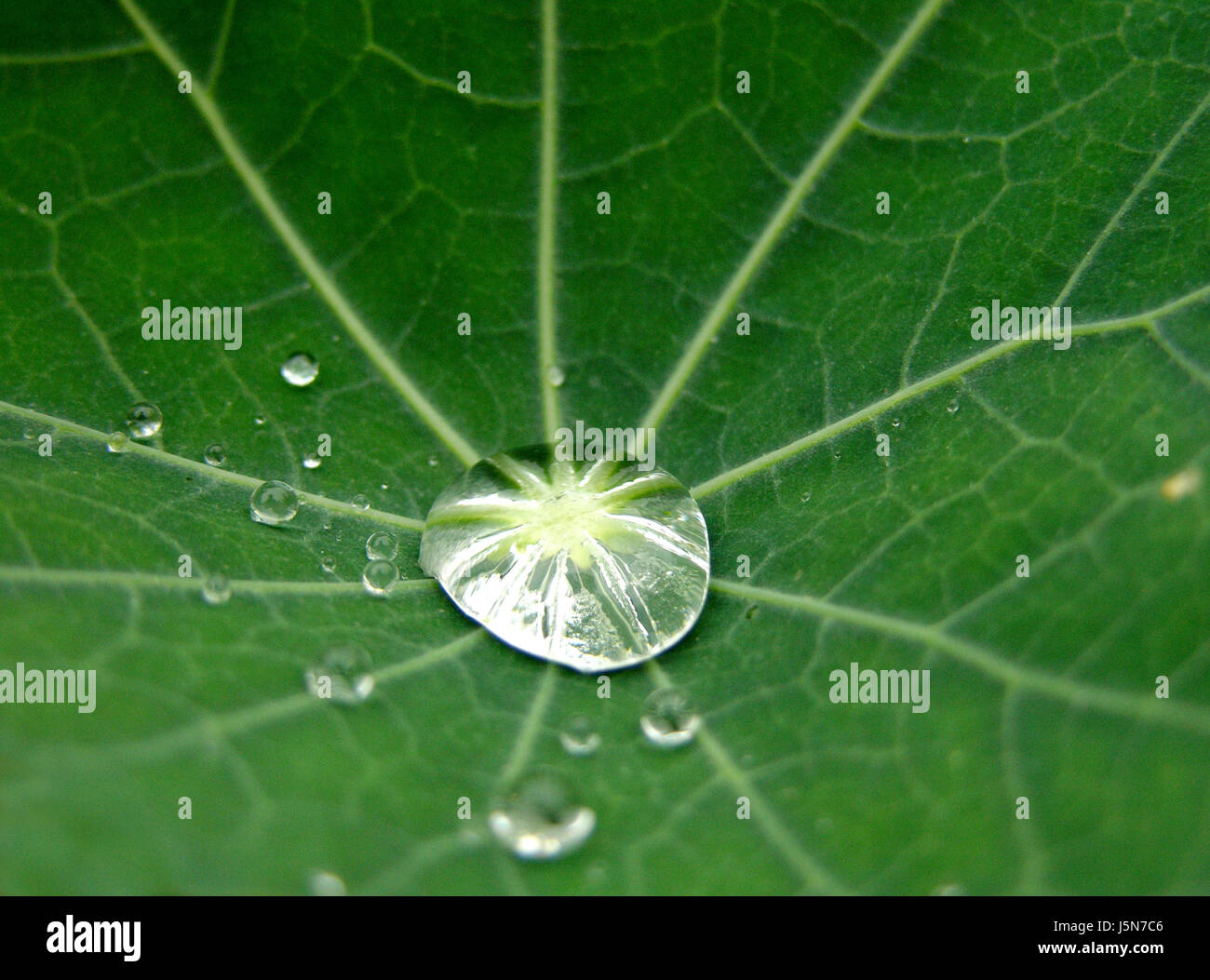 Silver dew hi-res stock photography and images - Alamy