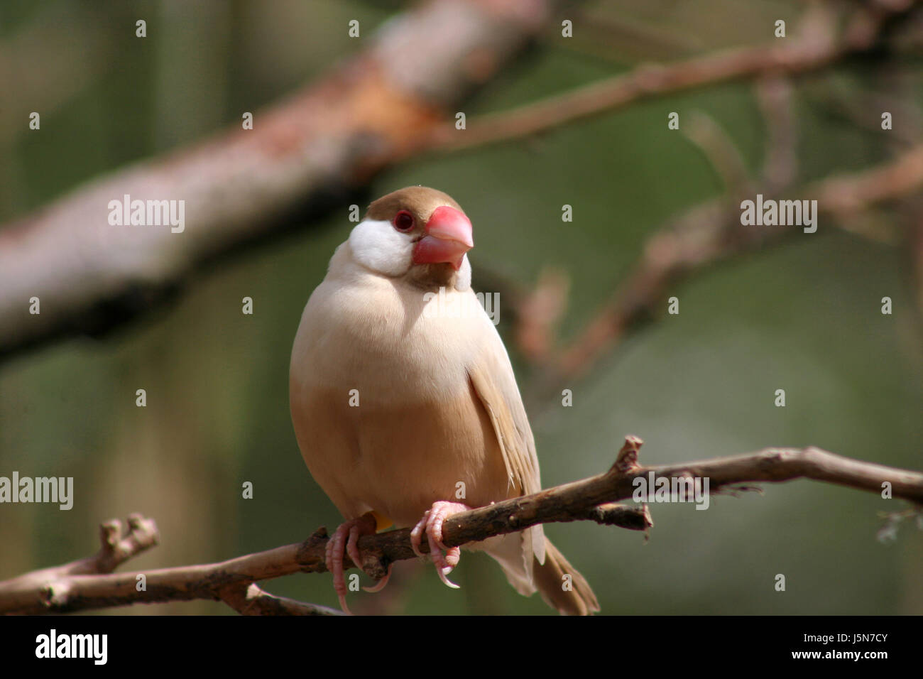 bird pastel birds small tiny little short branch delicate singing-bird ...