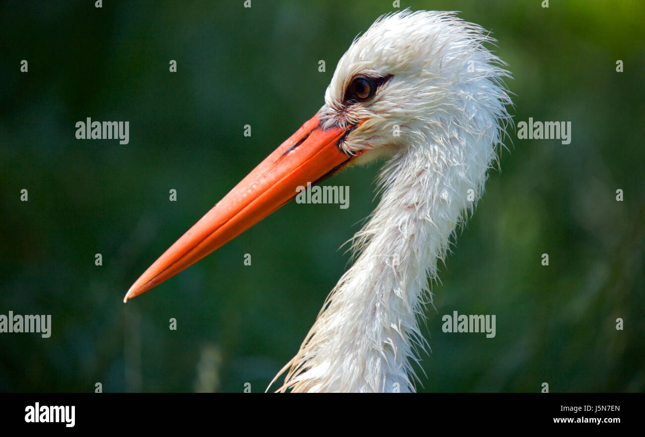 Stork ring hi-res stock photography and images - Alamy