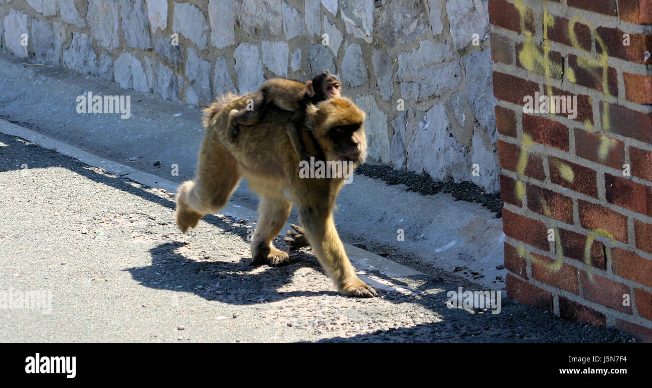 mammal animals monkey cub baby young animal back to give a jerk spine ...