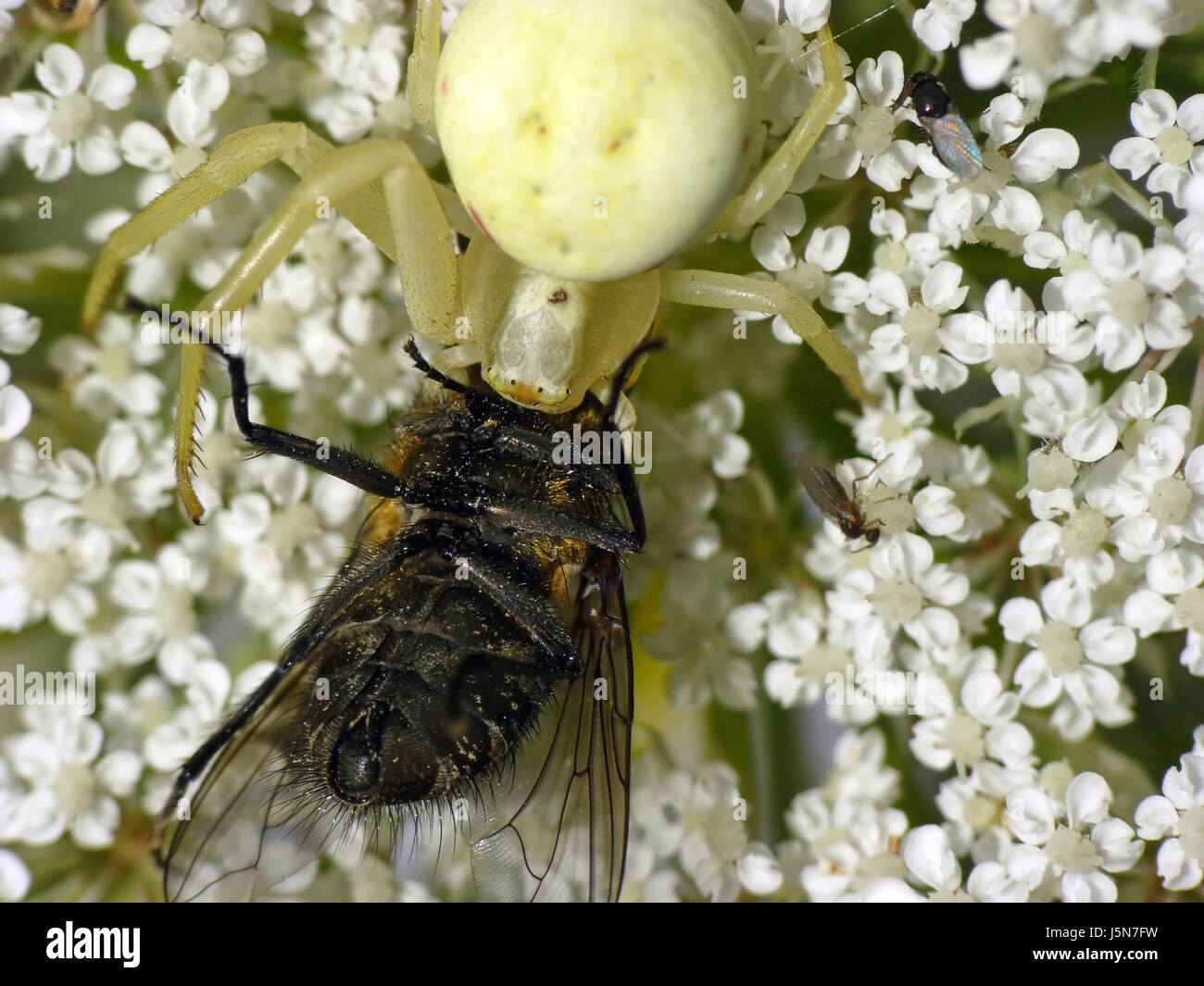 legs insect bloom blossom flourish flourishing eyes spider fly to gorge ...