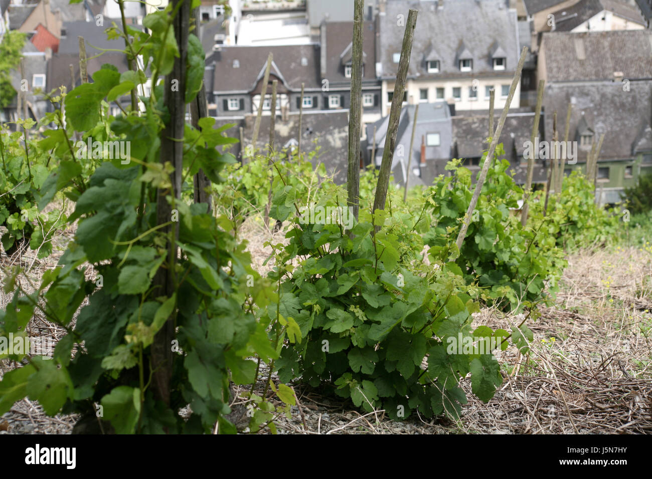Weinpflanzen Stock Photos & Weinpflanzen Stock Images - Alamy