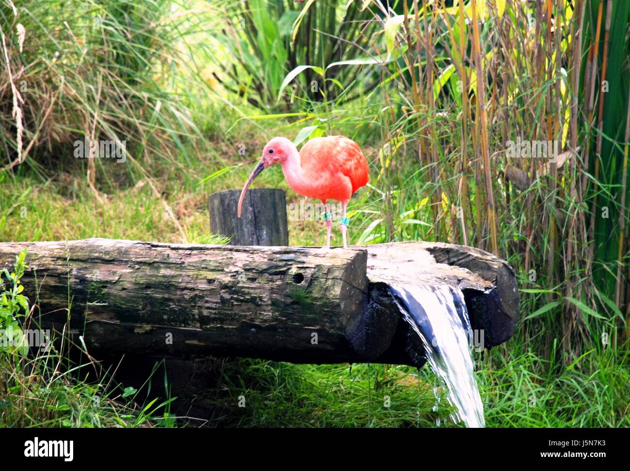profile orange bird trunk portrait conservation of nature elegance ...