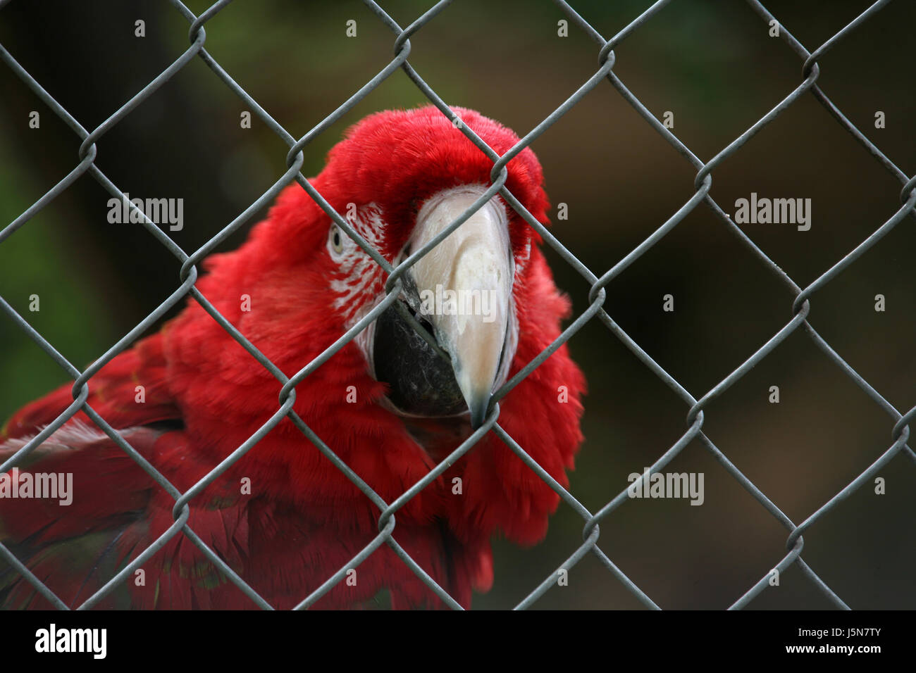bird birds zoo fence beak beaks alone lonely caged amazon parrot ...