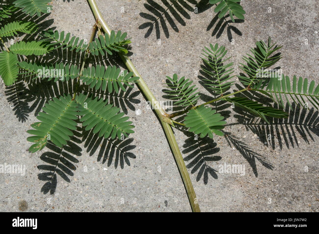 stone green leaves plant fern medicinal plant thin-layer ferny minifarn ...
