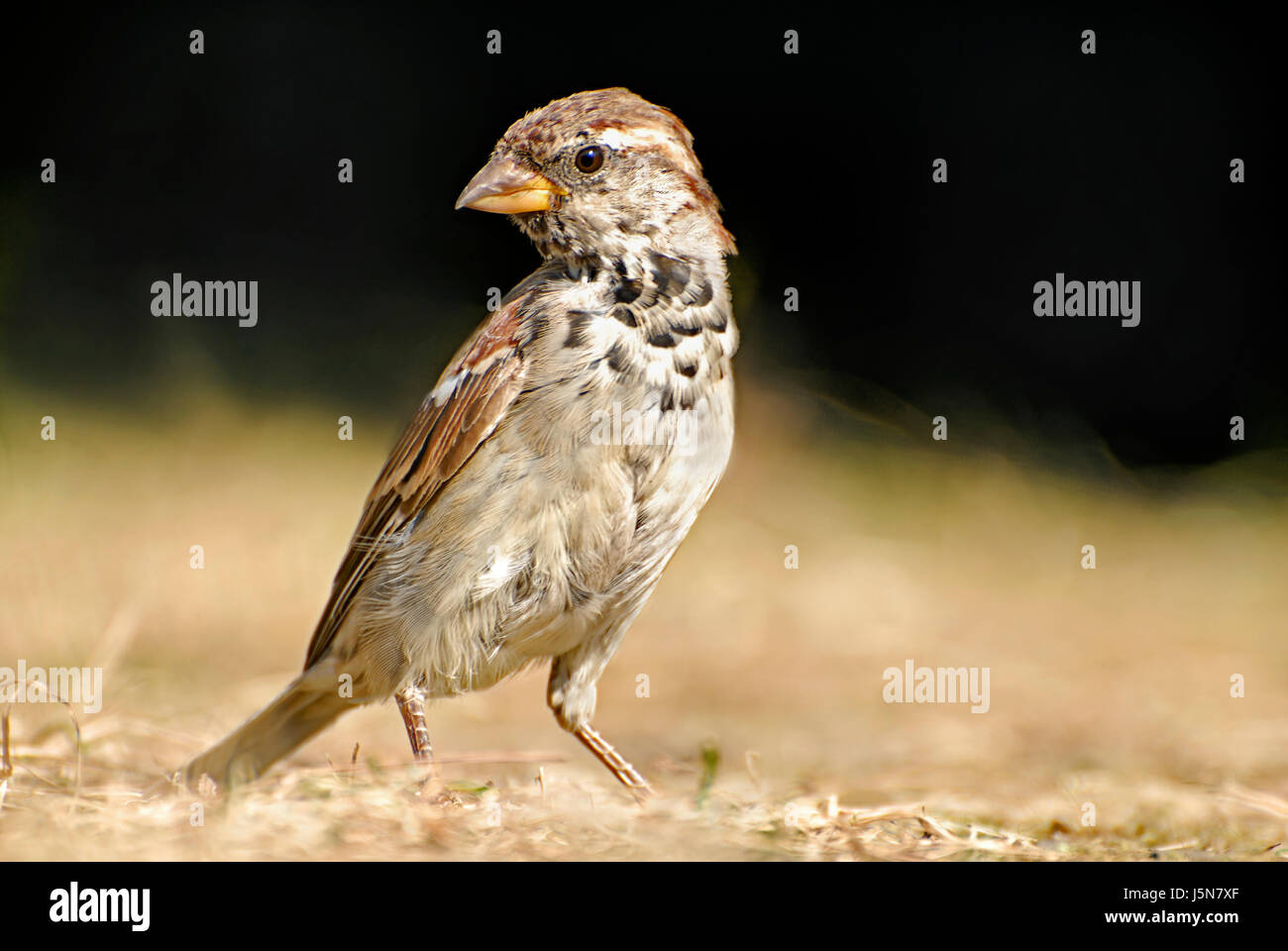 bird eye organ birds wing feathers beak feathering sparrow claws chestnut brown Stock Photo - Alamy