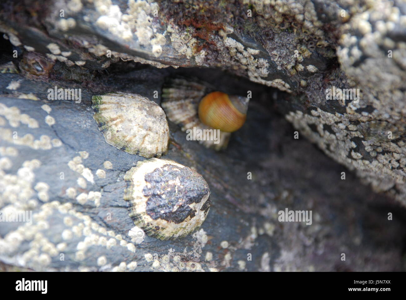 shell with snail Stock Photo - Alamy