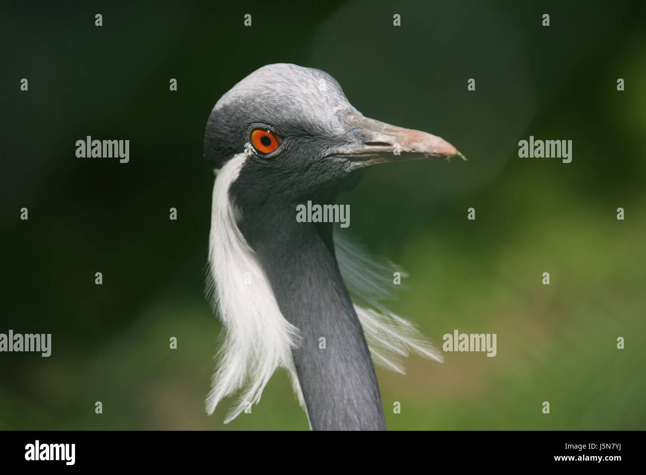 animal bird animals birds feathering cranes crane grey gray jungfernkranich Stock Photo - Alamy