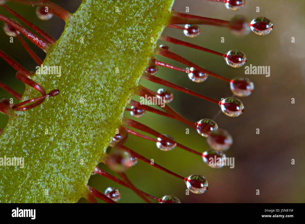 leaf protected sheltered plant green drop rare fen banner threatens ...