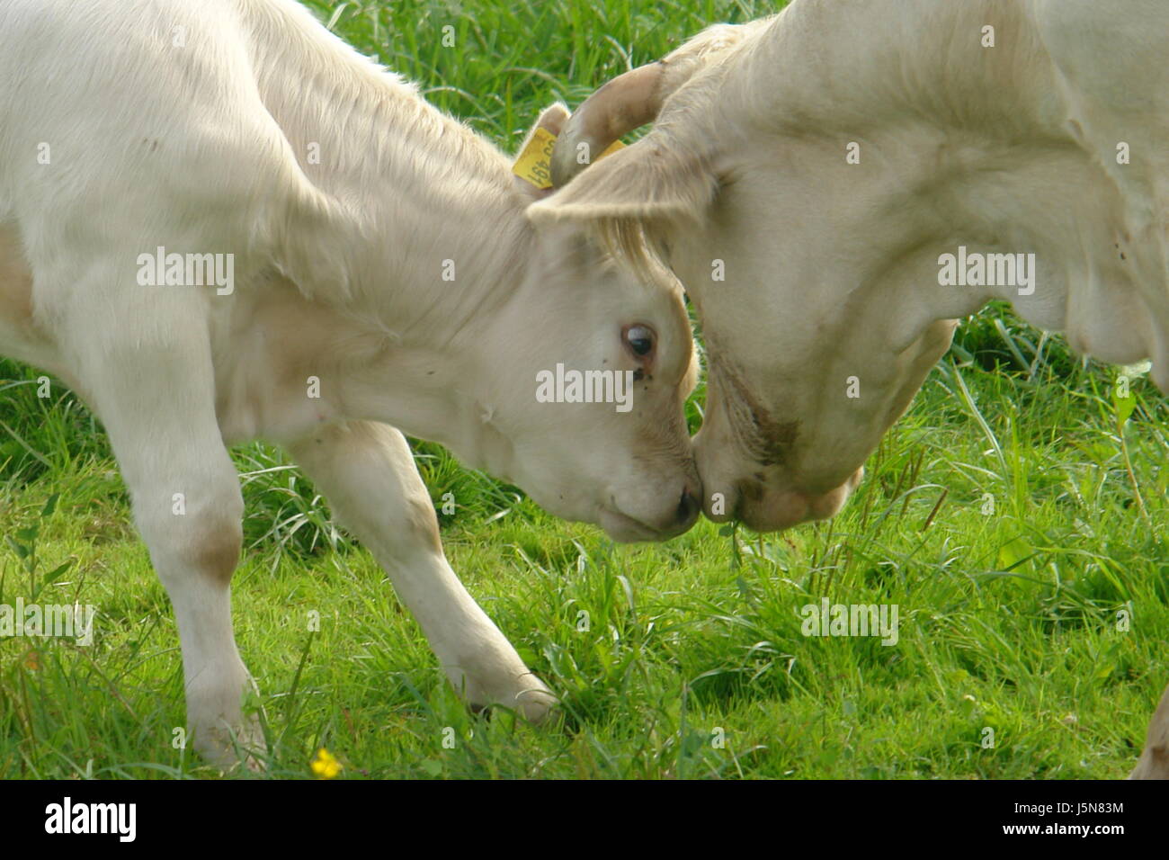 fight fighting muscles cow mass bull strength force meadow grass lawn ...