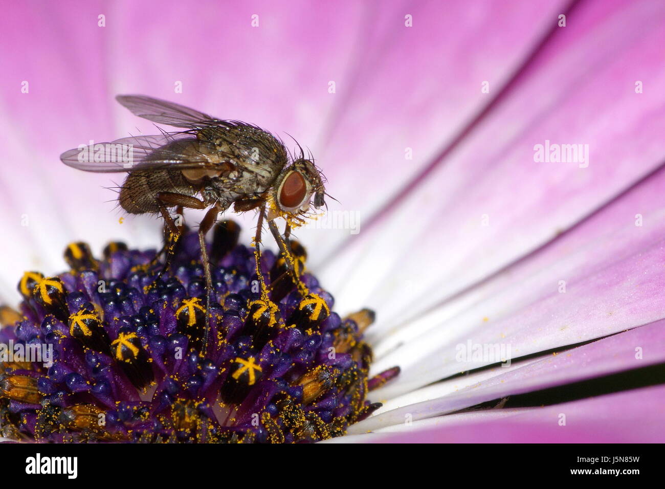 Authomyidae hi-res stock photography and images - Alamy