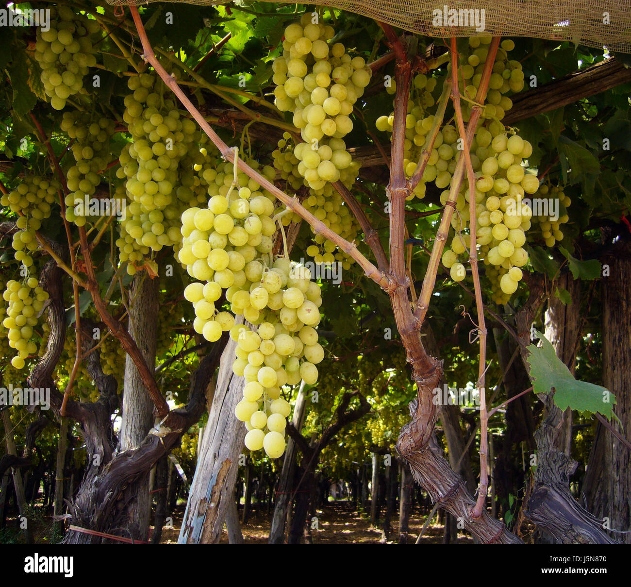 agriculture farming summer summerly grapes harvest vintage vineyard ...