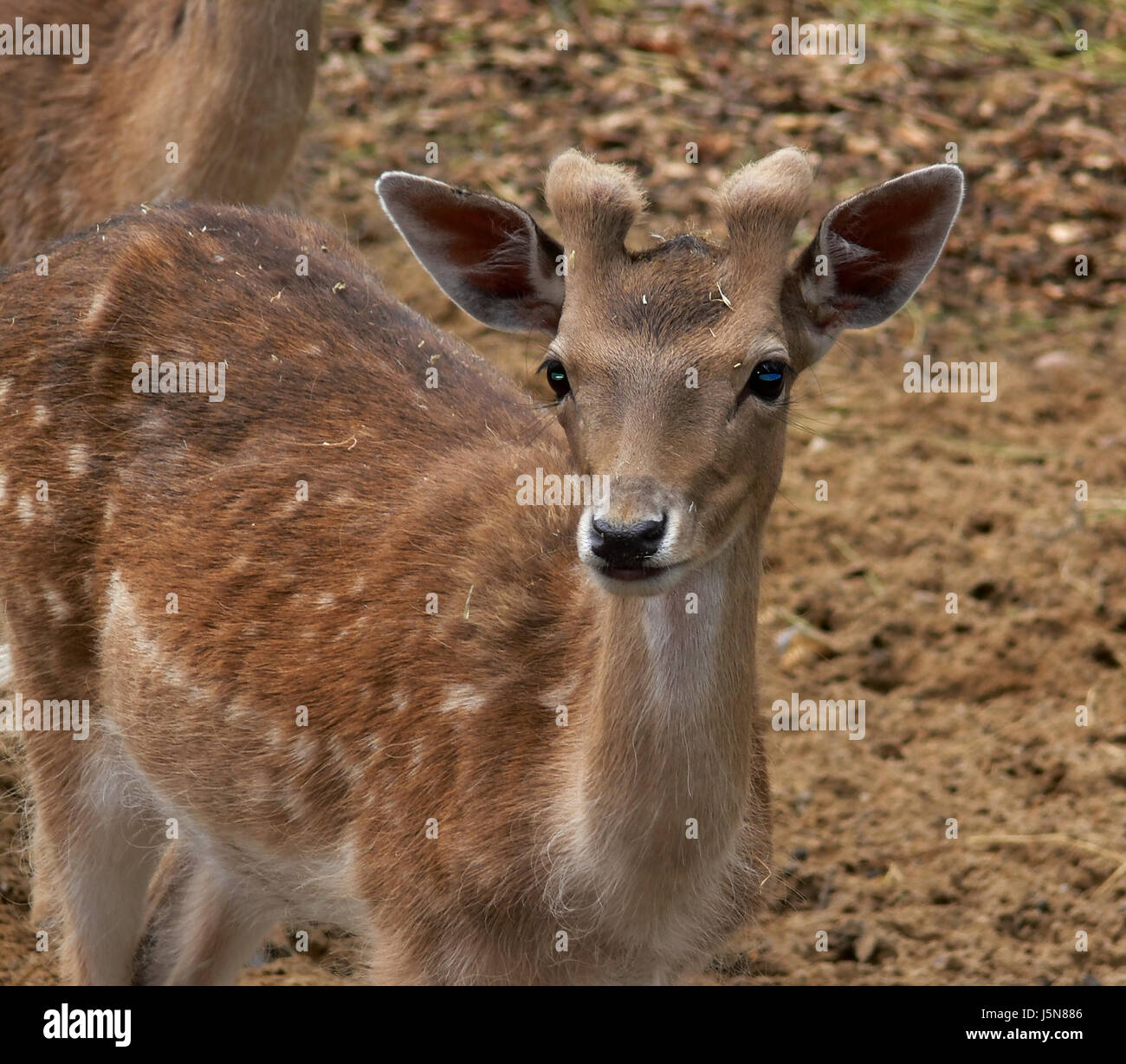 young animal park curious nosey nosy eyes young animal spotted fallow ...
